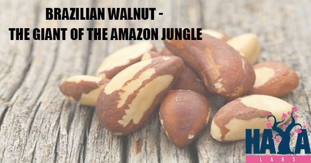 Brazilian walnut - The Giant of the Amazon Jungle